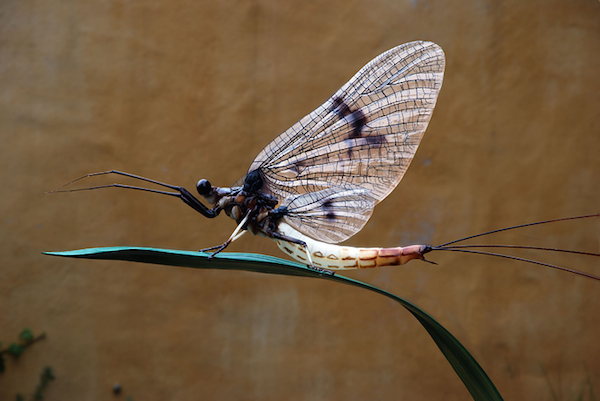 Incredible Insects 3D printed on the Form 1+ | Formlabs