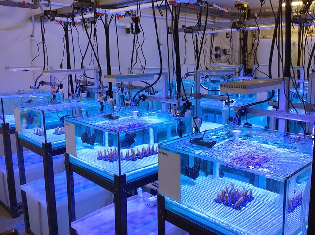 How NOAA Uses SLA and SLS 3D Printers for Coral Research | Formlabs
